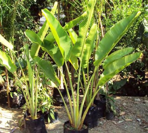 Palma Viajera, Árbol del viajero :: Plantas MyD